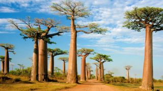 16 Plants That Can Store Water for Years Without Rain - Plantisima