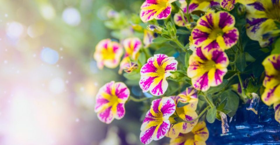 18 Pest-Repelling Companion Plants for Roses - Plantisima