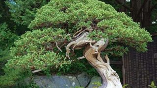 20 Types of Juniper Shrubs for a Low-Maintenance Landscape - Plantisima