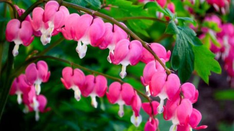 24 Plants That Make the Most of the Space Beneath Trees - Plantisima