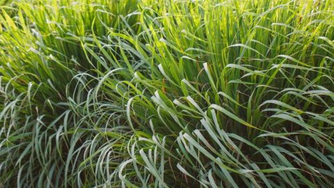 24 Native Grasses That Will Bring New Life to Your Landscape - Plantisima