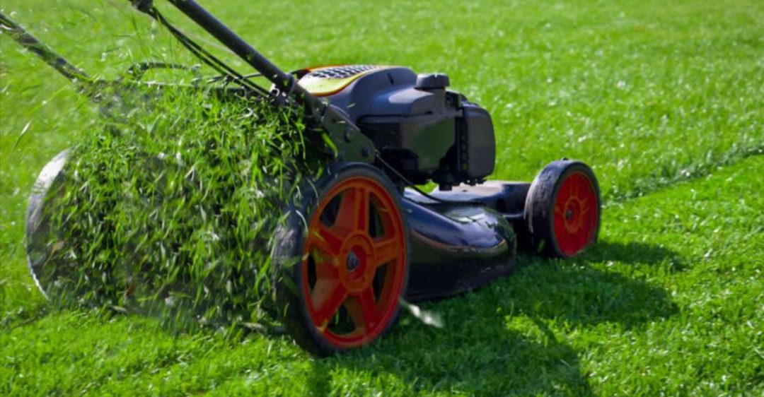 The Only Seasonal Lawn-Care Plan You Need for the Northeast - Plantisima