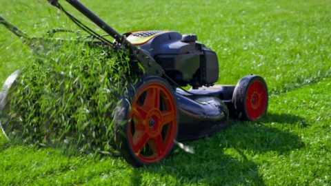 The Only Seasonal Lawn-Care Plan You Need for the Northeast - Plantisima