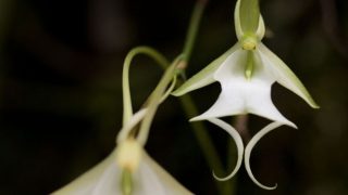 12 Rare Flowers That Are Almost Impossible to Find - Plantisima