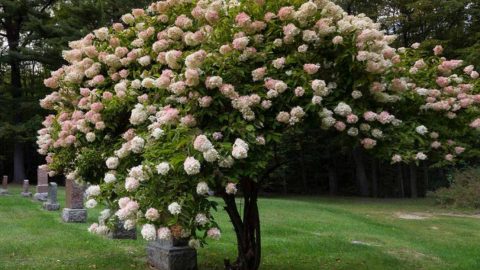 14 Simple Steps to Turn a Hydrangea Bush Into a Stunning Tree - Plantisima