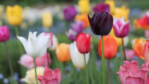 16 Gorgeous Flowers That Bloom in April and Bring Color to Your Garden ...
