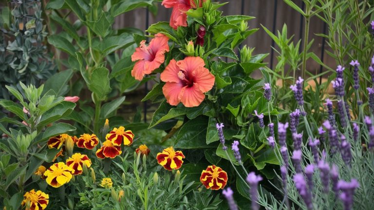 17 Best Companion Plants for Hibiscus - Plantisima