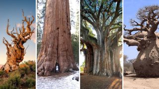 18 Record-Breaking Trees (Oldest, Tallest, Widest)