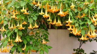 18 Sensory Plants That Awaken Your Sight, Smell, and Touch