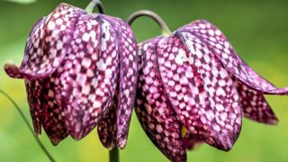 18 Underrated Spring Flowers That Deserve Your Attention This Season