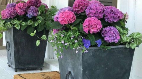 21 Front Door Plant Ideas to Make Your Entryway Feel Inviting and Stylish