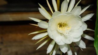 22 Stunning Night-Blooming Plants for a Magical Moonlit Garden - Plantisima