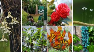 24 Rare Flowers That Will Make Your Garden Even More Unique - Plantisima