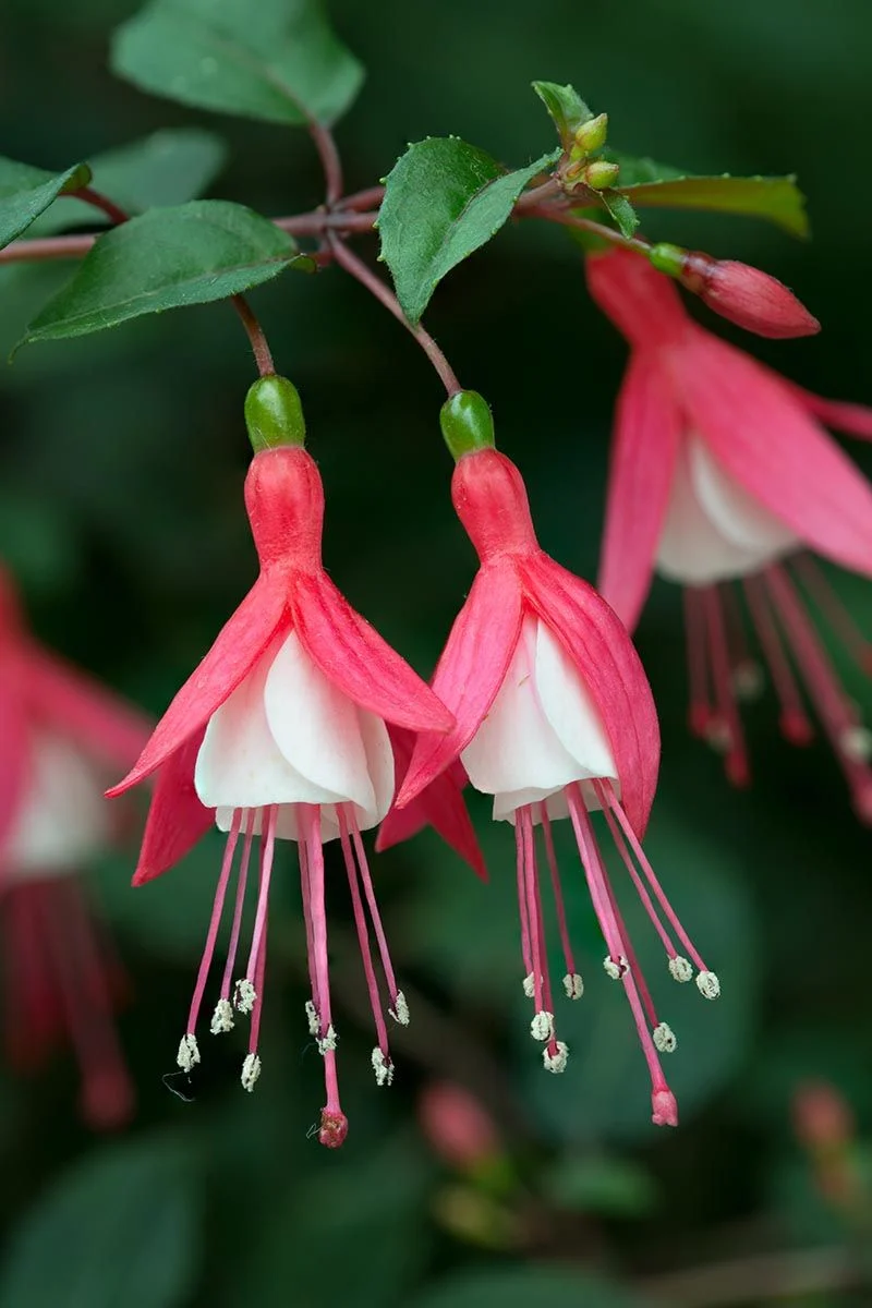 13 Tips For Growing Fuchsia Plants That Flourish In The Shade