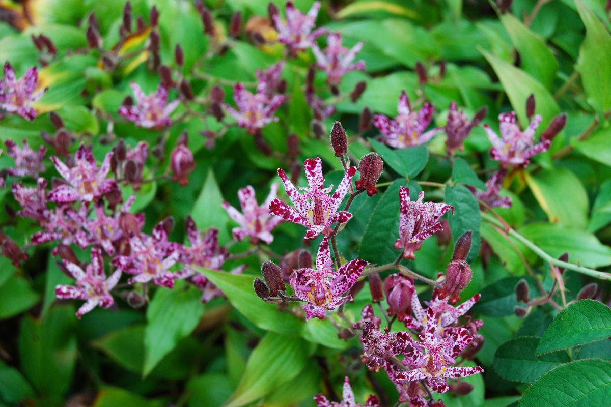 19 Shade-Loving Perennials That Thrive Where Other Plants Struggle