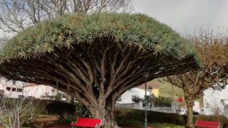 Extinct But Not Forgotten 16 Incredible Trees That Are Gone for Good