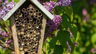 13 Ways to Build a Pollinator Paradise Without a Full Meadow - Plantisima