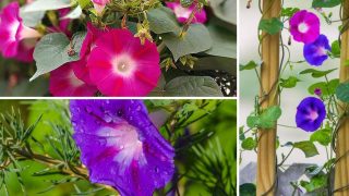 14 Essential Tips for Growing Morning Glory That Blooms Like Crazy