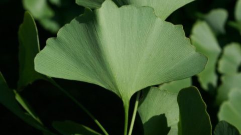 16 Unusual Leaf Shapes That Make a Statement in Any Garden - Plantisima
