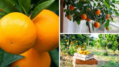 17 Things You Need to Know Before Growing an Orange Tree from Seed ...