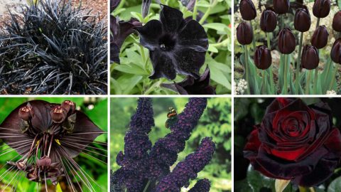 18 Stunning Black Plants That Add Instant Drama to Any Garden - Plantisima