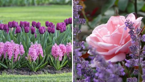 6 Flower Combinations That Clash—and 6 Pairings That Create Stunning ...