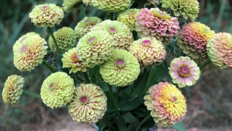 15 Unique Zinnia Types That Look Nothing Like Grocery Store Bouquets ...