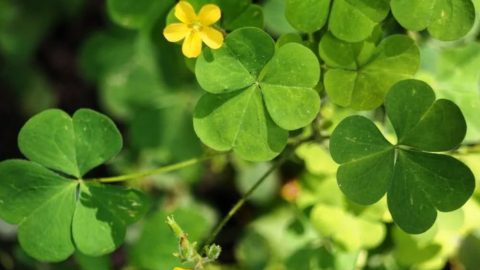 15 Plants That Tell You Exactly What’s Missing in Your Soil—No Test ...