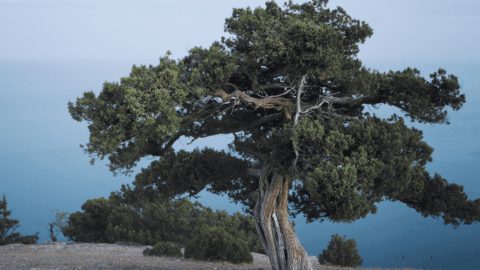 24 Biblical Plants That Create a Christian Meditation Garden - Plantisima