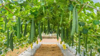 9 Steps to Grow Luffa and Make Your Own Natural Sponges - Plantisima