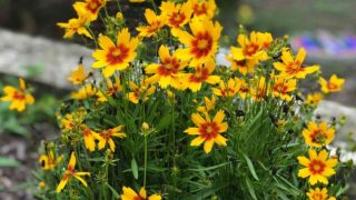 How to Grow Coreopsis And Keep It Blooming Bright All Season Long ...