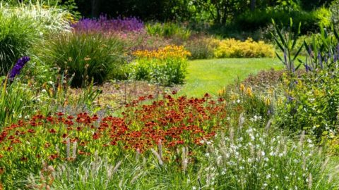 How I Turned a Patch of Grass Into an Edible Meadow in Just 3 Weeks ...