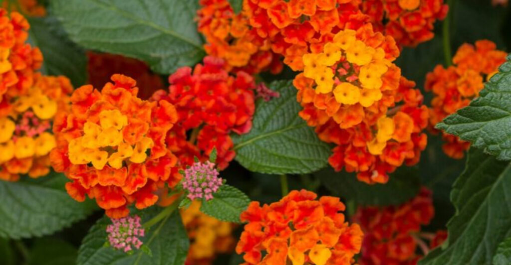 11 Beautiful Flowers That Thrive in Coastal Heat—And 4 That Won’t ...