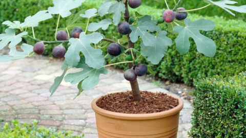 16 Trees You Can Grow in Pots—Perfect for Tiny Patios or Balconies ...