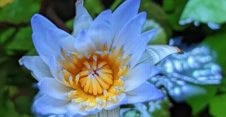18 Flowers That Close Every Night (And Open Just for You in the Morning ...