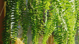 18 Plants That Thrive on Neglect and Still Look Stunning All Season ...
