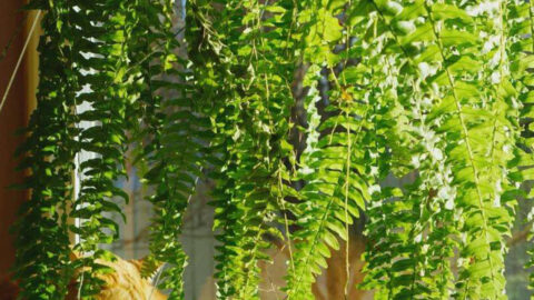 18 Plants That Thrive on Neglect and Still Look Stunning All Season ...