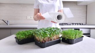 How to Grow Microgreens Without Soil - Plantisima