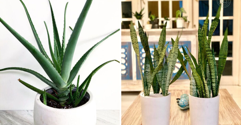 The Best Air-Cleaning Houseplants According to Science - Plantisima