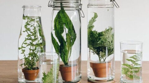 17 Genius Small Space Plant Hacks You Ll Wish You Knew Sooner Plantisima
