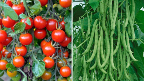 25 Climbing Vegetables to Maximize Your Garden Space - Plantisima