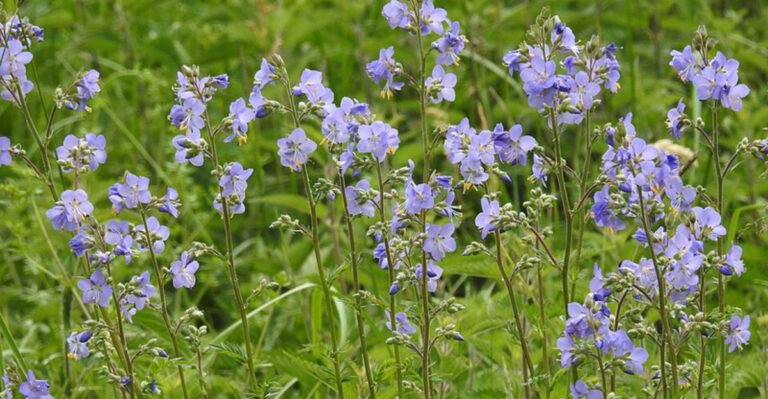 13 Blue Perennials Creating Calm New England Style Gardens In ...