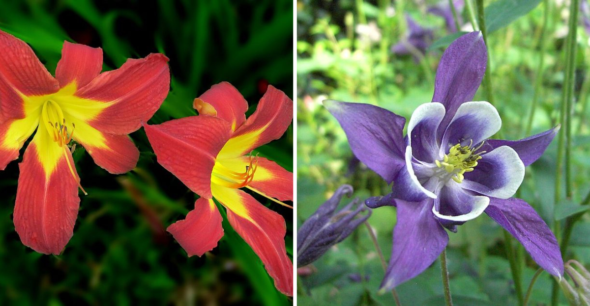 14 Multicolor Perennials Pennsylvania Garden Lovers Can’t Stop ...